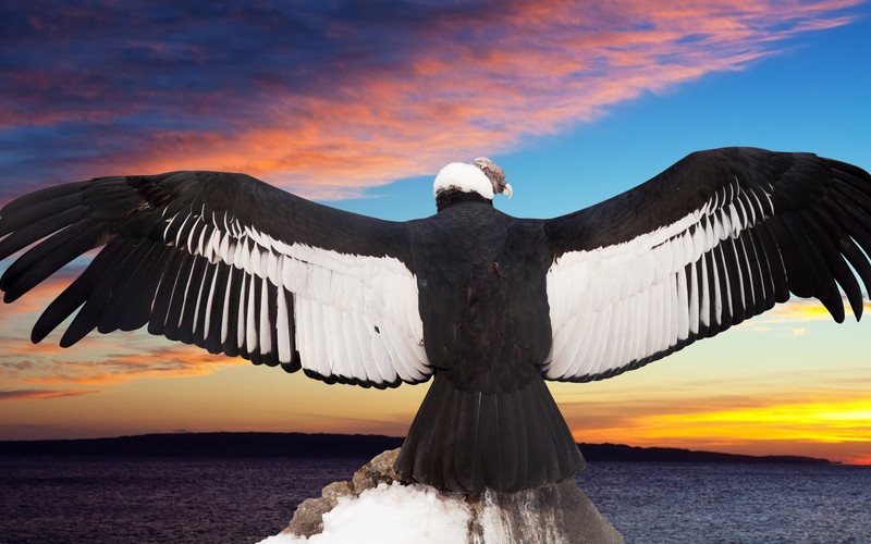 Iron Condor Adjustment | Option Adjustment Strategies