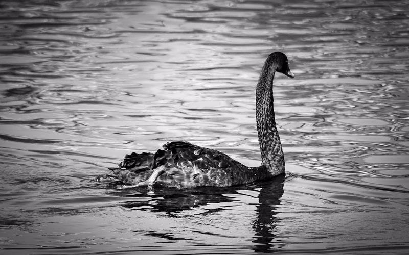 How Victor Niederhoffer Blew Up - Twice